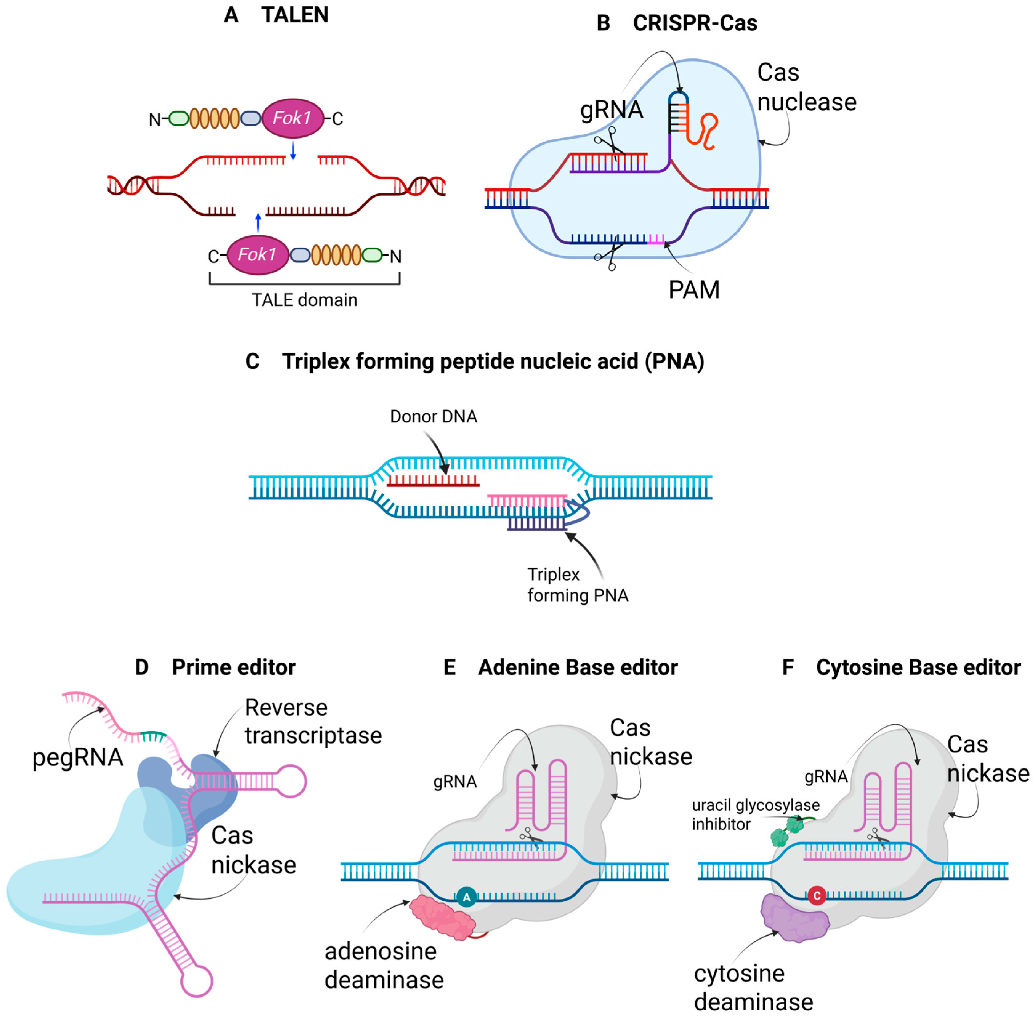Gene Editing In Respiratory Disease From Pre Clinical Human Models To