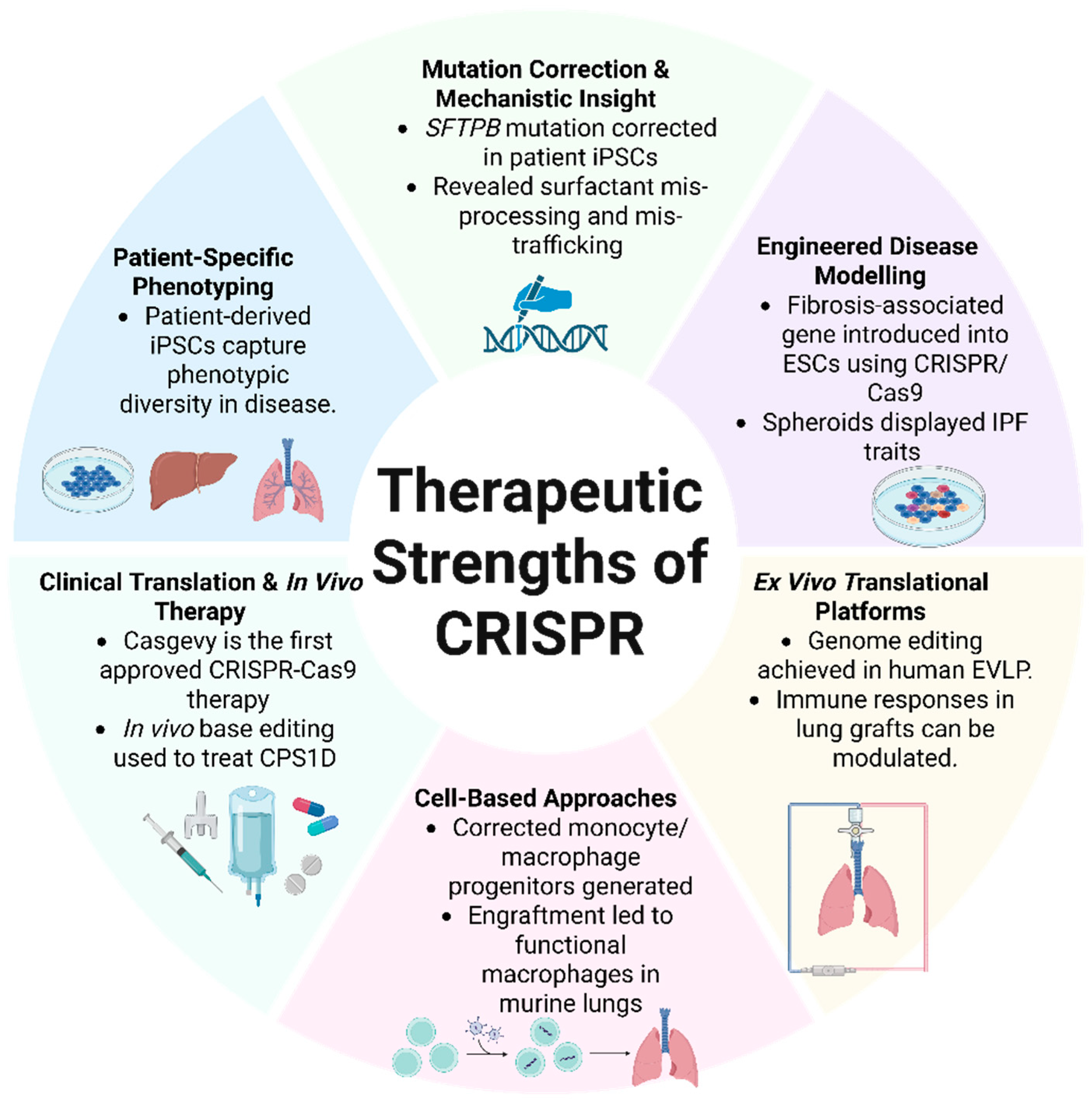 Gene Editing In Respiratory Disease From Pre Clinical Human Models To