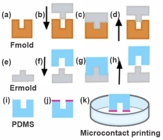 Simple Microcontact Printing Technique to Obtain Cell Patterns by ...