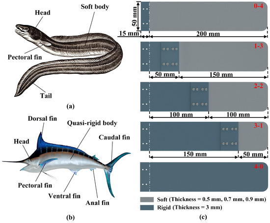 How Non-Uniform Stiffness Affects the Propulsion Performance of a ...