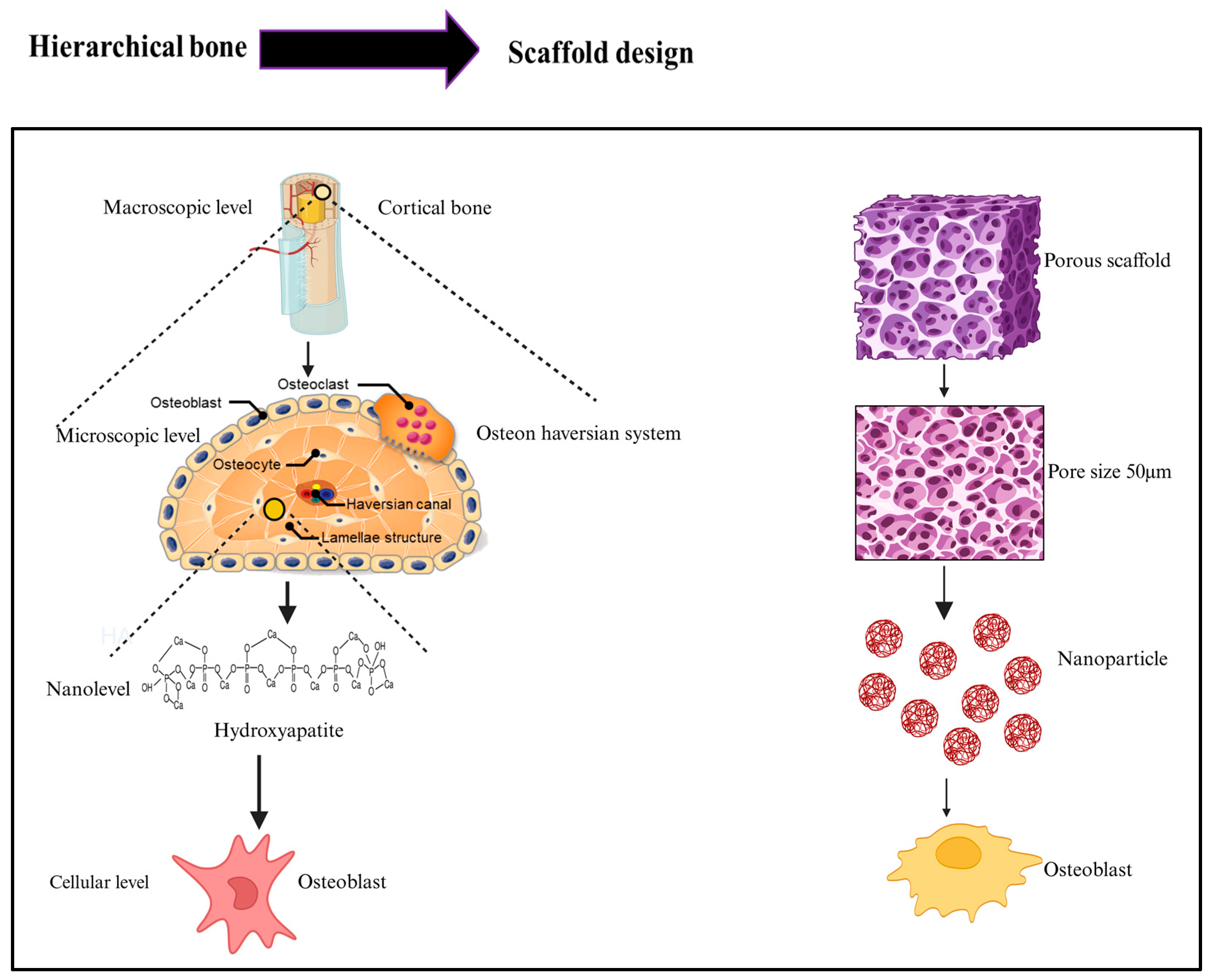 Biomimetic Strategies for Bone Regeneration: Smart Scaffolds and ...