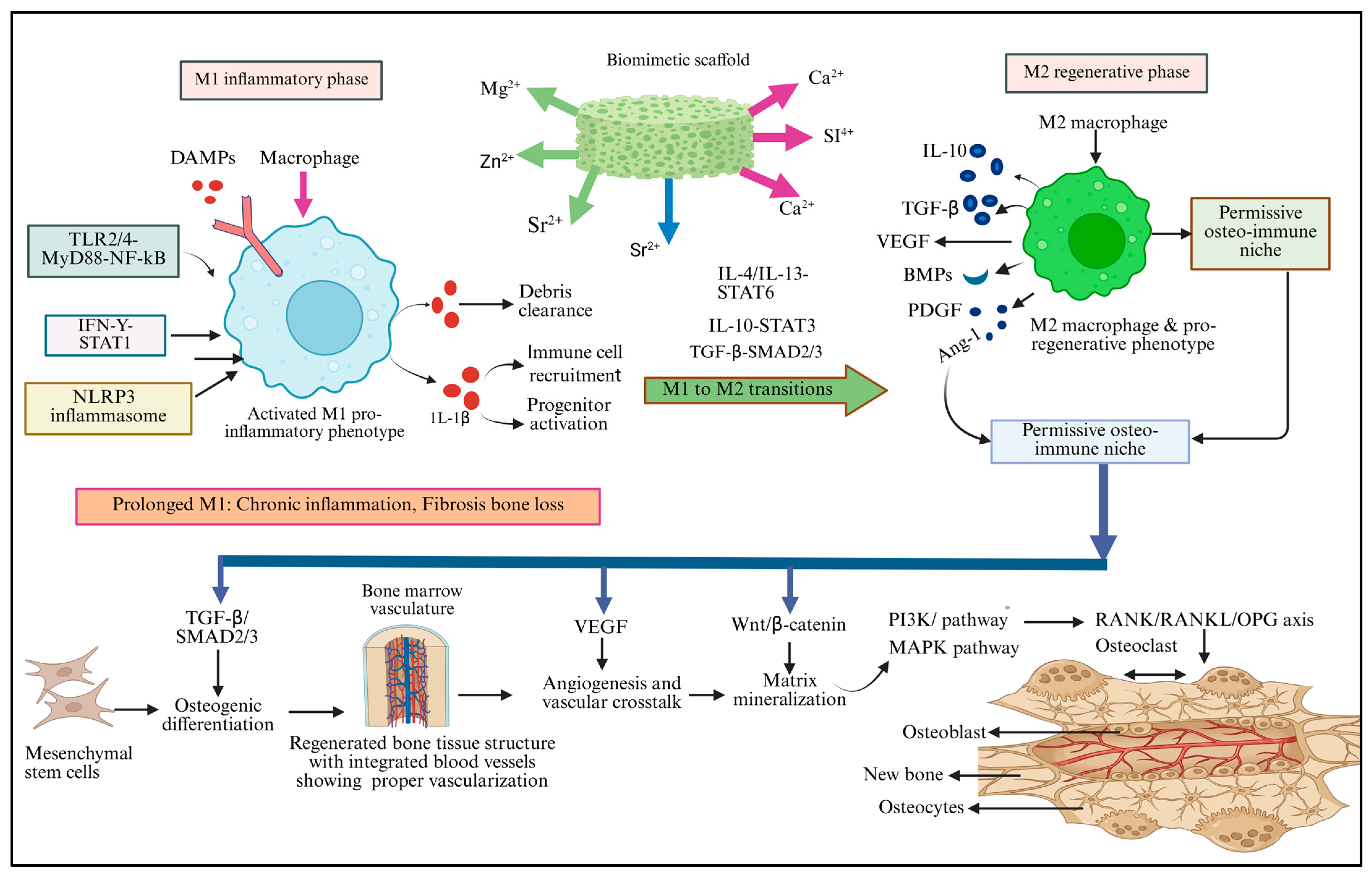 Biomimetic Strategies for Bone Regeneration: Smart Scaffolds and ...
