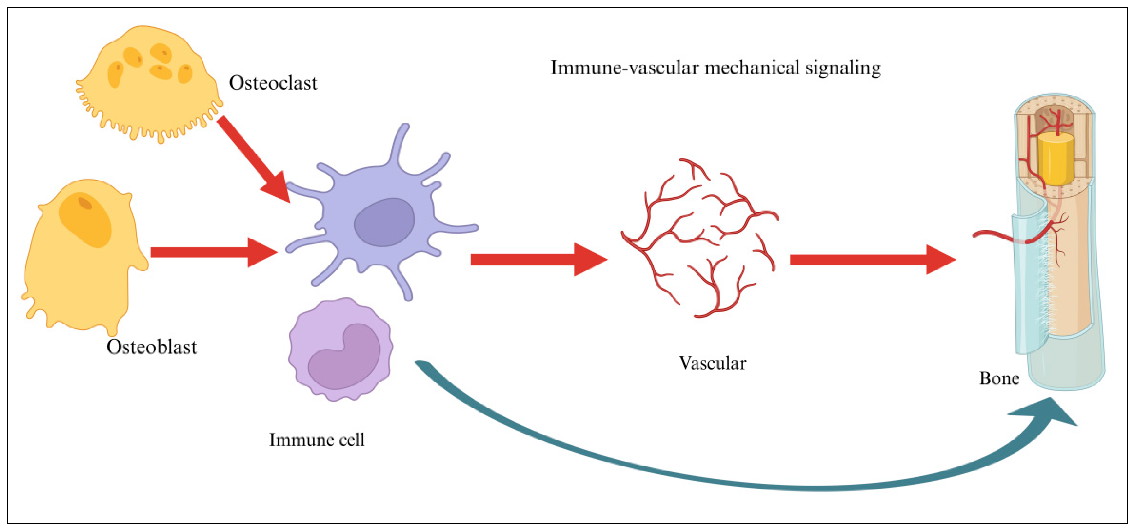 Biomimetic Strategies for Bone Regeneration: Smart Scaffolds and ...