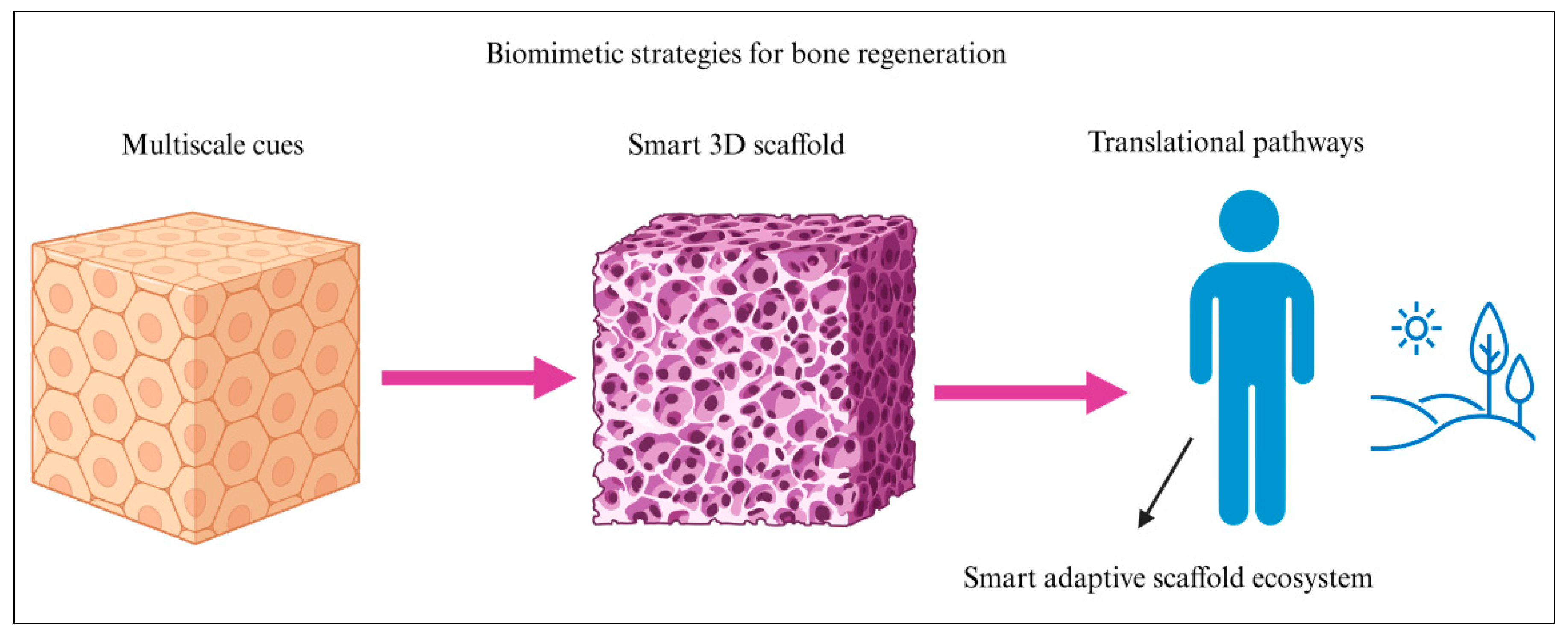 Biomimetic Strategies for Bone Regeneration: Smart Scaffolds and ...
