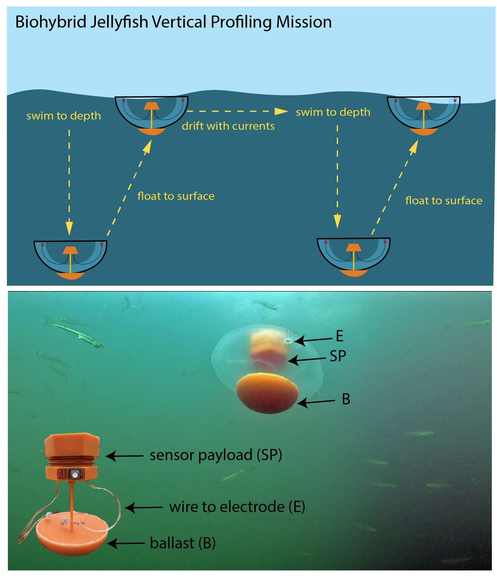 Biohybrid Robotic Jellyfish for Swimming-Enhanced Vertical Ocean Profiling