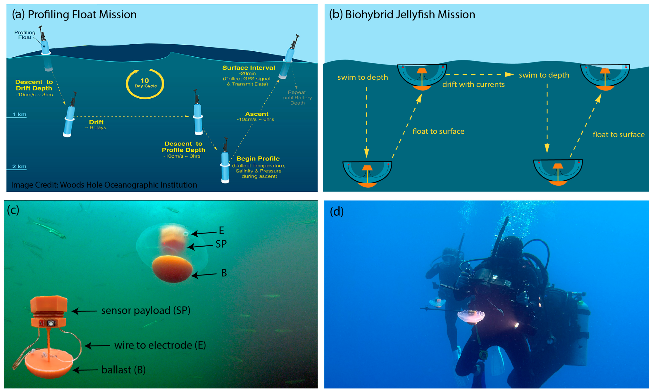 Biohybrid Robotic Jellyfish for Swimming-Enhanced Vertical Ocean Profiling