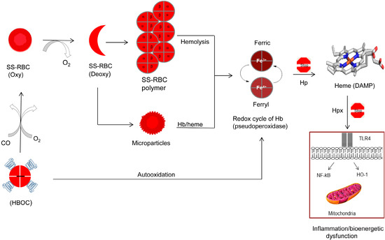 Hemoglobin-Based Blood Substitutes and the Treatment of Sickle Cell ...