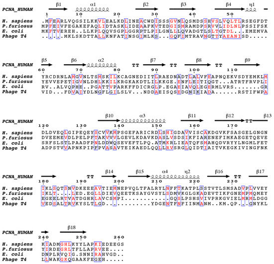 Human PCNA Structure, Function and Interactions