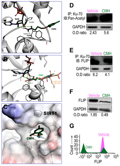 CMH-Small Molecule Docks into SIRT1, Elicits Human IPF-Lung Fibroblast ...