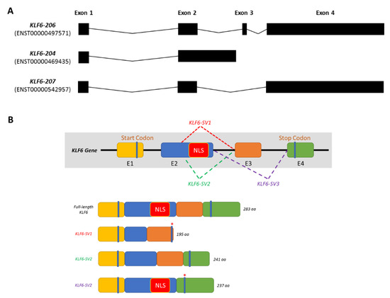Two Sides of the Same Coin: The Roles of KLF6 in Physiology and ...