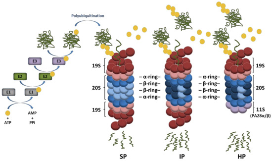 The Ubiquitin–Proteasome System in Immune Cells