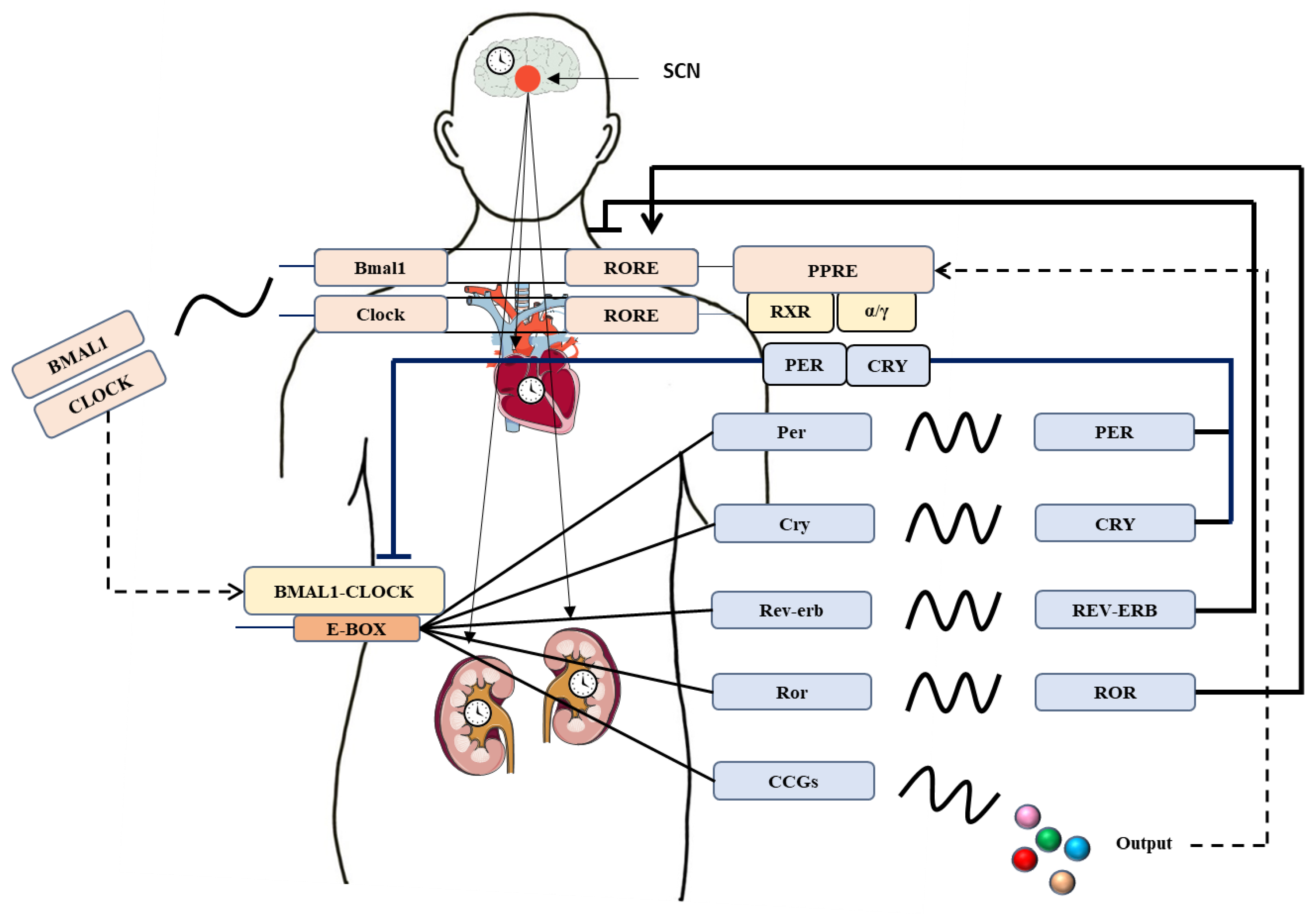 Biomolecules Free Full Text Circadian Blood Pressure Rhythm In Biomolecules Free Full Text Circadian Blood Pressure Rhythm In