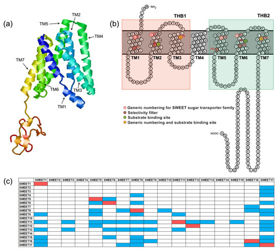 Plant SWEET Family of Sugar Transporters: Structure, Evolution and ...