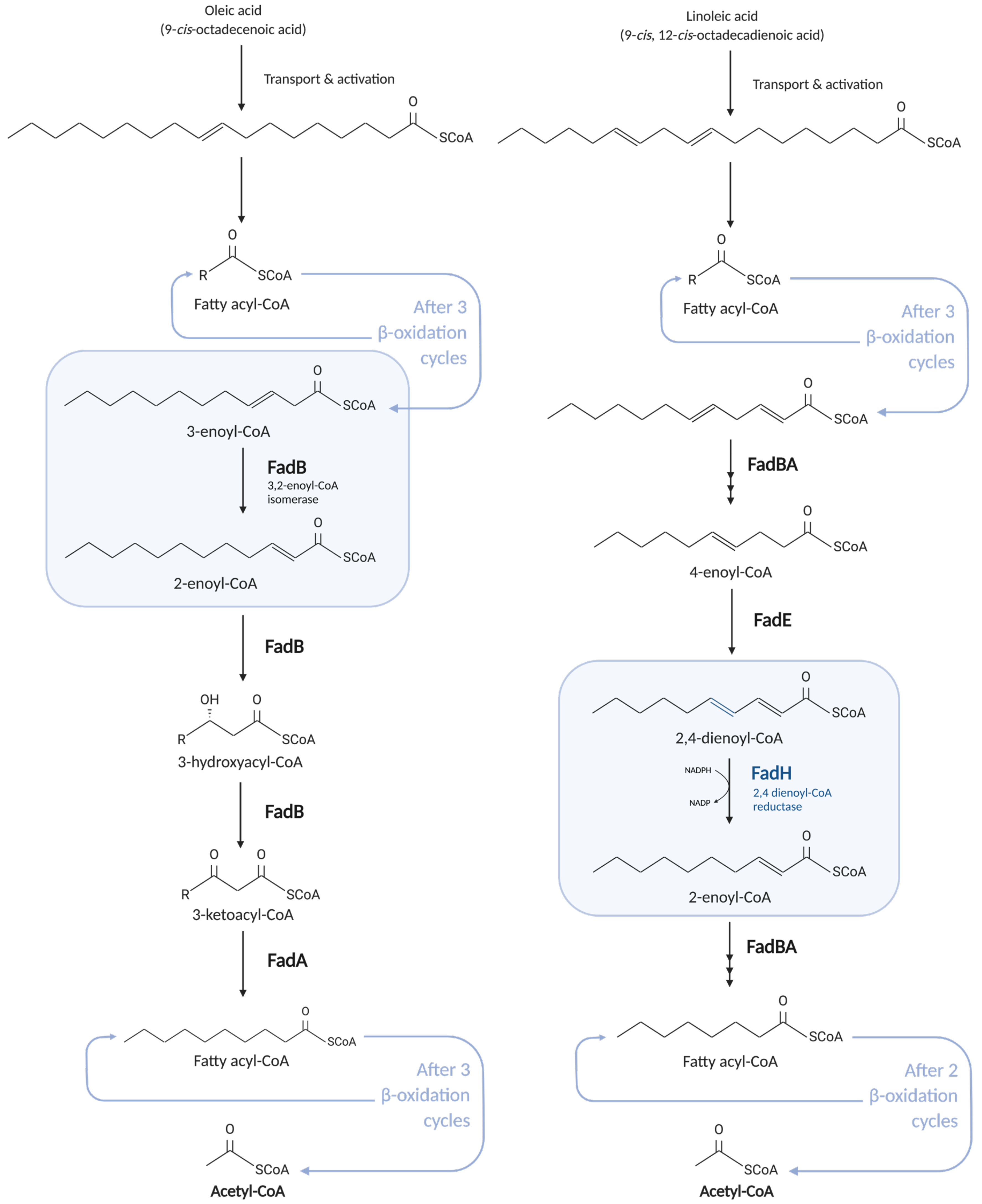 Biomolecules Free Full Text Degradation Of Exogenous Fatty Acids In Biomolecules Free Full Text Degradation Of Exogenous Fatty Acids In