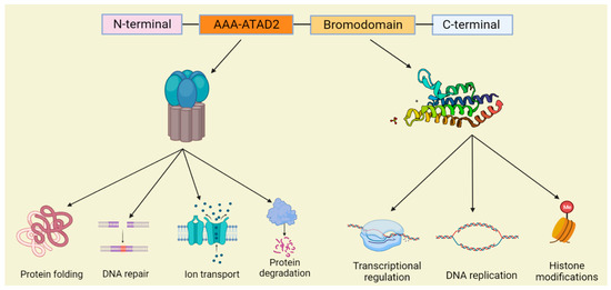 Tumor-Promoting ATAD2 and Its Preclinical Challenges