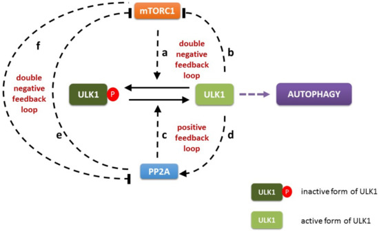 Fine-Tuning of mTORC1-ULK1-PP2A Regulatory Triangle Is Crucial for ...