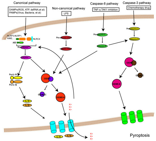 Pyroptosis: A Newly Discovered Therapeutic Target for Ischemia ...