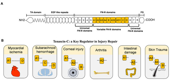 Tenascin-C: A Key Regulator in Angiogenesis during Wound Healing