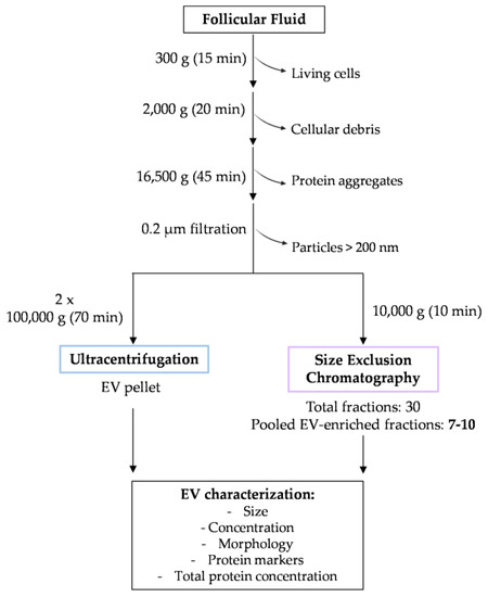Isolation of Extracellular Vesicles from Human Follicular Fluid: Size ...