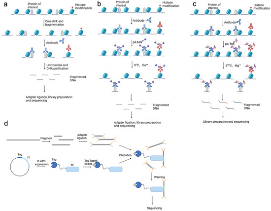 Factors and Methods for the Detection of Gene Expression Regulation
