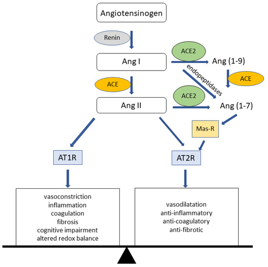 Importance of ACE2 for SARS-CoV-2 Infection of Kidney Cells