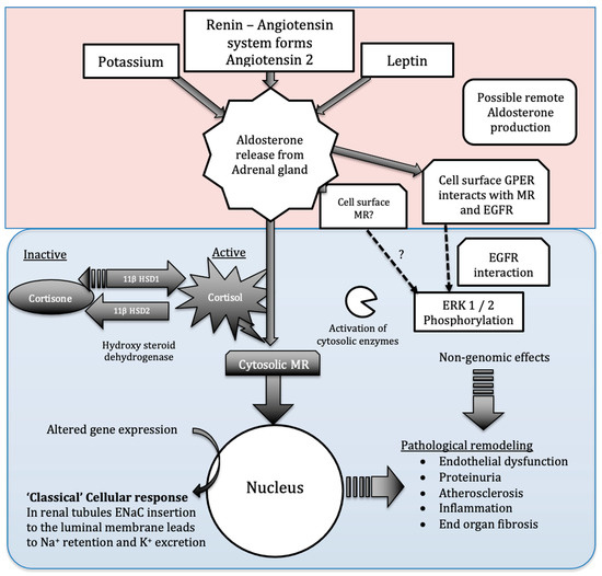 Biomolecules Free Full Text Aldosterone Essential For Life But Biomolecules Free Full Text Aldosterone Essential For Life But