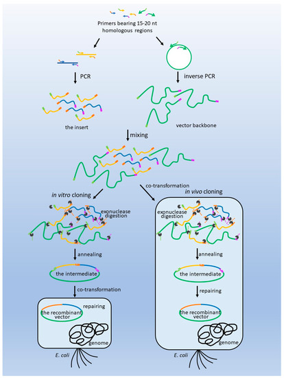 Applications of Programmable Endonucleases in Sequence- and Ligation-Independent Seamless DNA ...