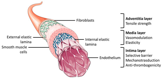 Human Vascular Tissue