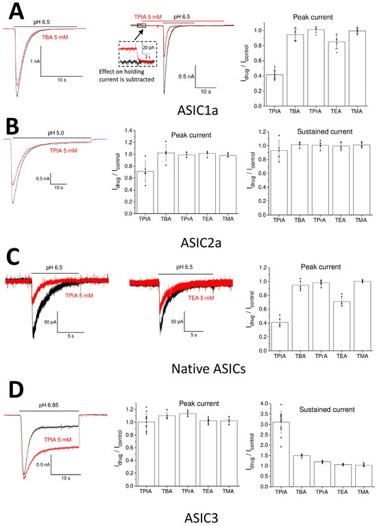 Probing the Proton-Gated ASIC Channels Using Tetraalkylammonium Ions