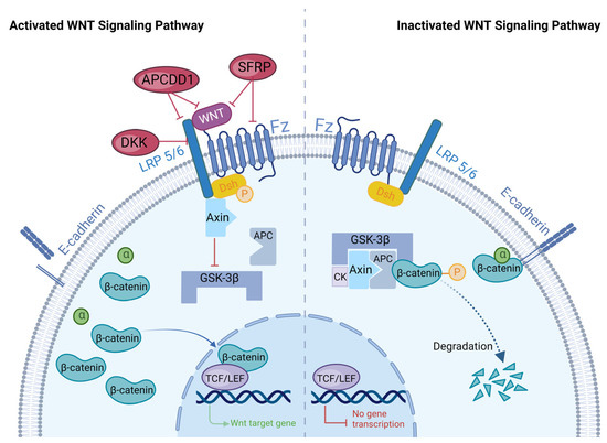 Biomolecules | Free Full-Text | The Roles of WNT Signaling Pathways in ...