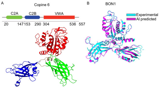 Copines, a Family of Calcium Sensor Proteins and Their Role in Brain ...