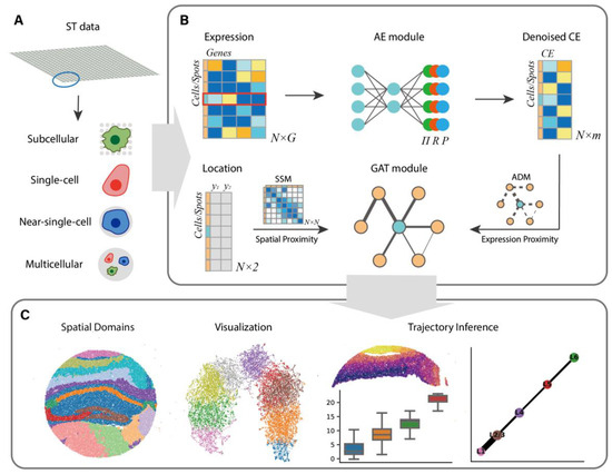 Accurate Identification of Spatial Domain by Incorporating Global ...