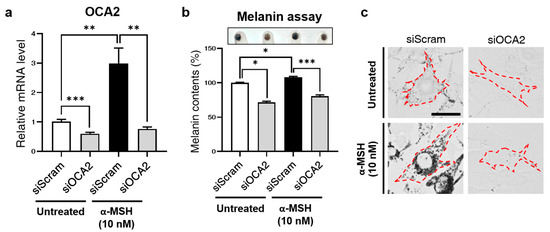 Modulating OCA2 Expression as a Promising Approach to Enhance Skin ...