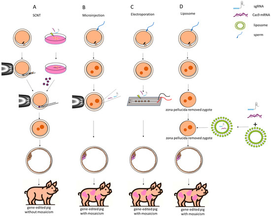 CRISPR Technology Acts as a Dual-Purpose Tool in Pig Breeding ...