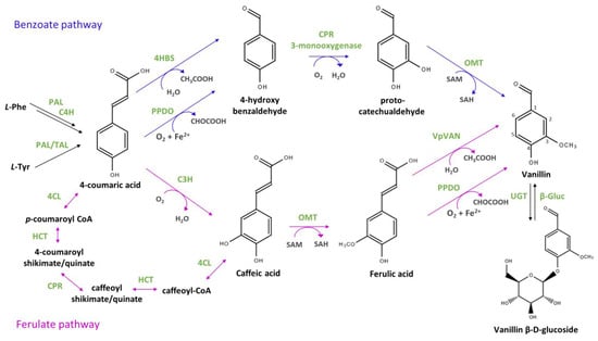 Genetic Engineering Approaches for the Microbial Production of Vanillin
