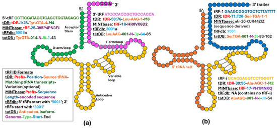 Mapping Current Studies of tRNA Fragments onto Disease Landscape
