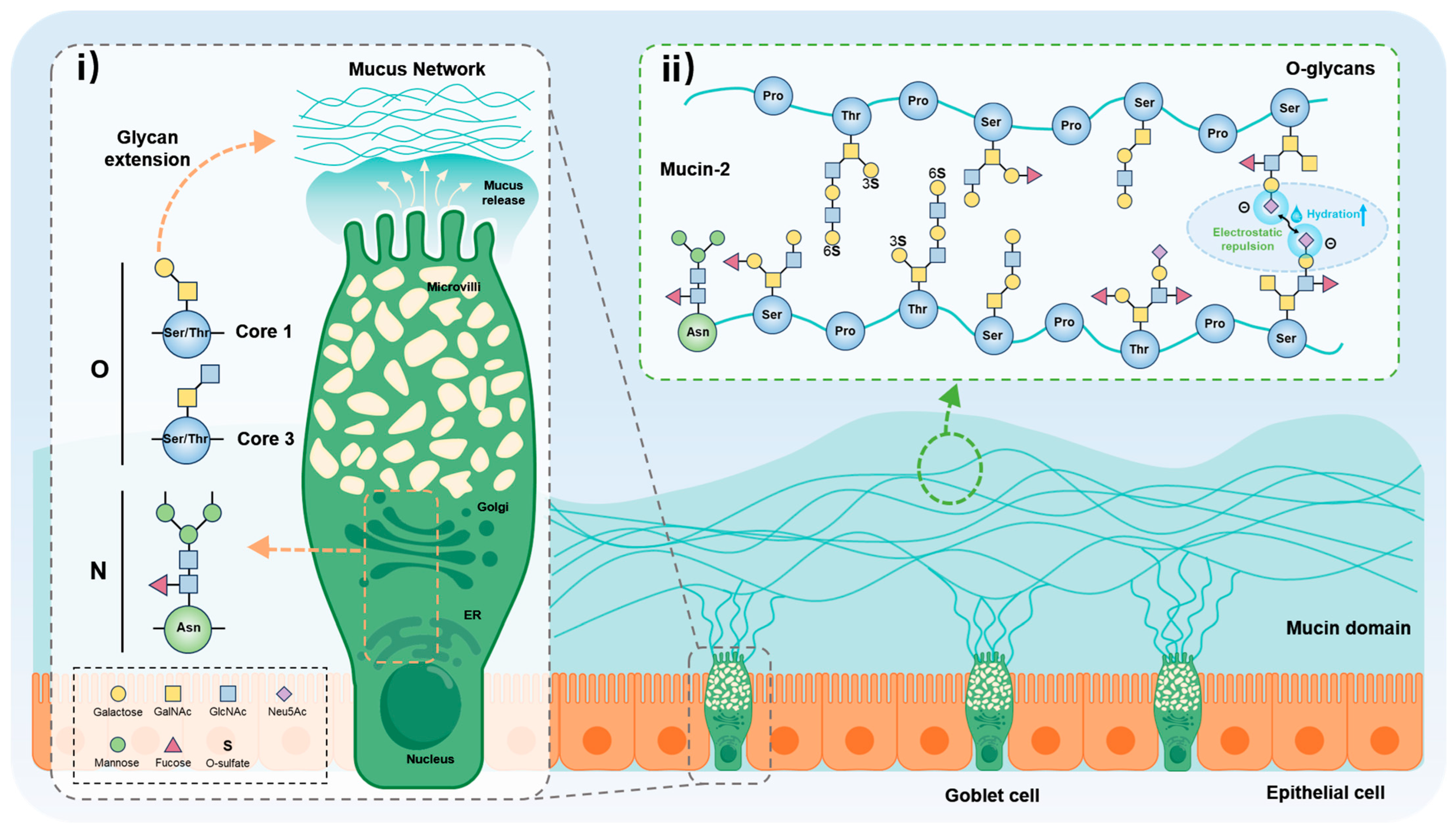 Intestinal Mucin Glycosylation: Structural Regulation, Homeostasis ...