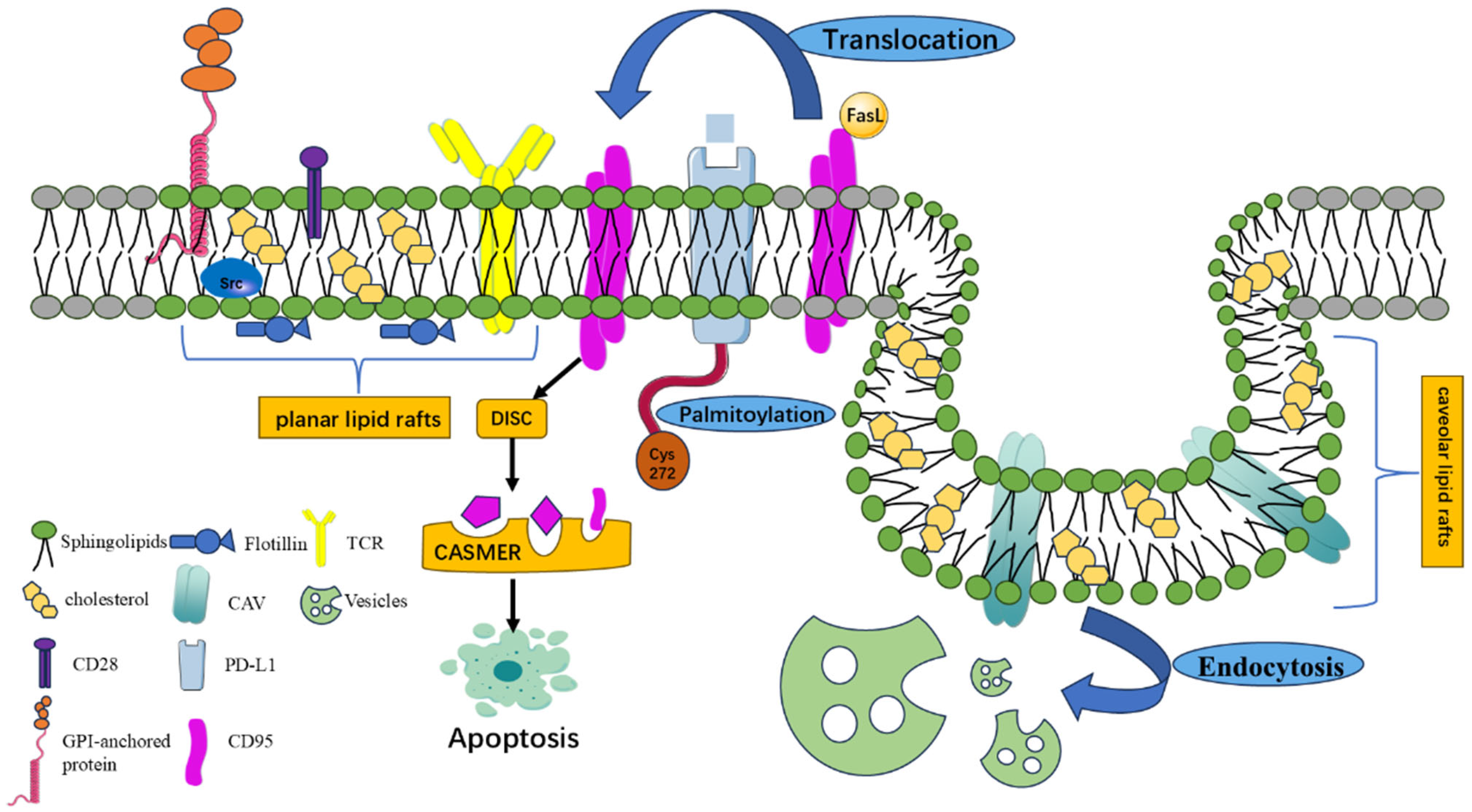 Regulatory Mechanisms of Lipid Rafts in Remodeling the Tumor Immune ...
