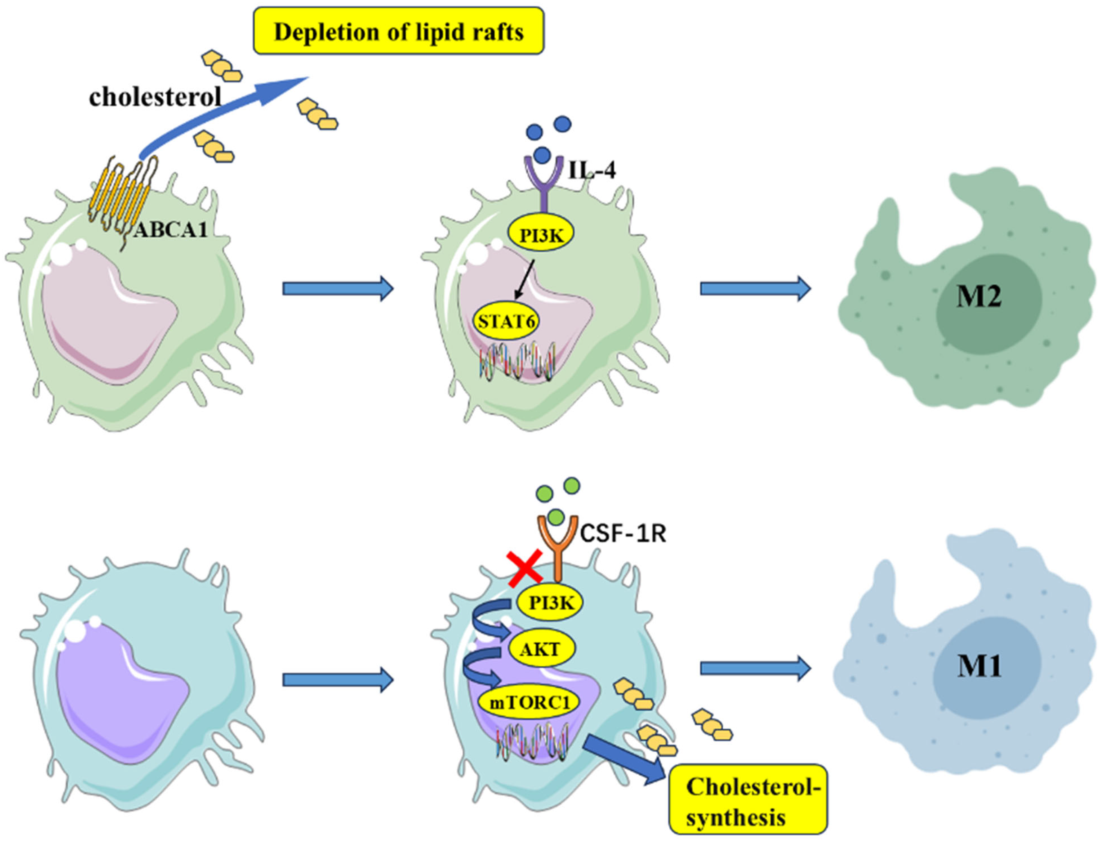 Regulatory Mechanisms of Lipid Rafts in Remodeling the Tumor Immune ...