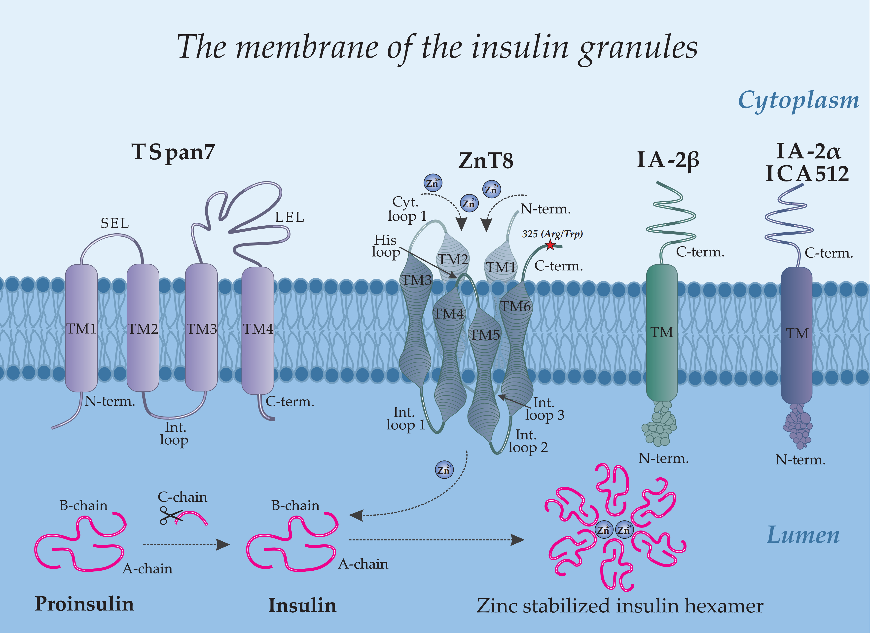 Molecular Portrait of Autoantigens in Type 1 Diabetes