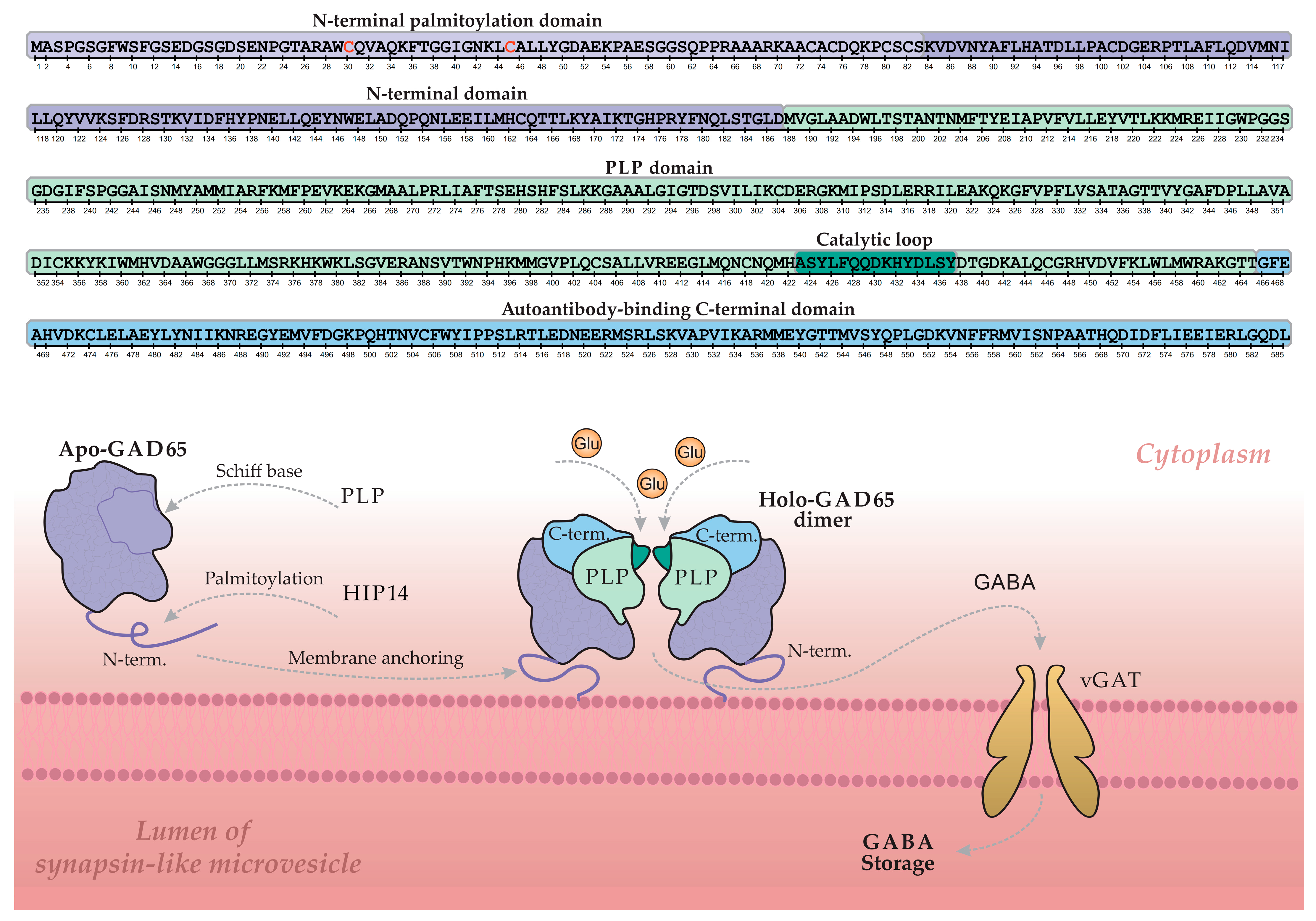 Molecular Portrait of Autoantigens in Type 1 Diabetes