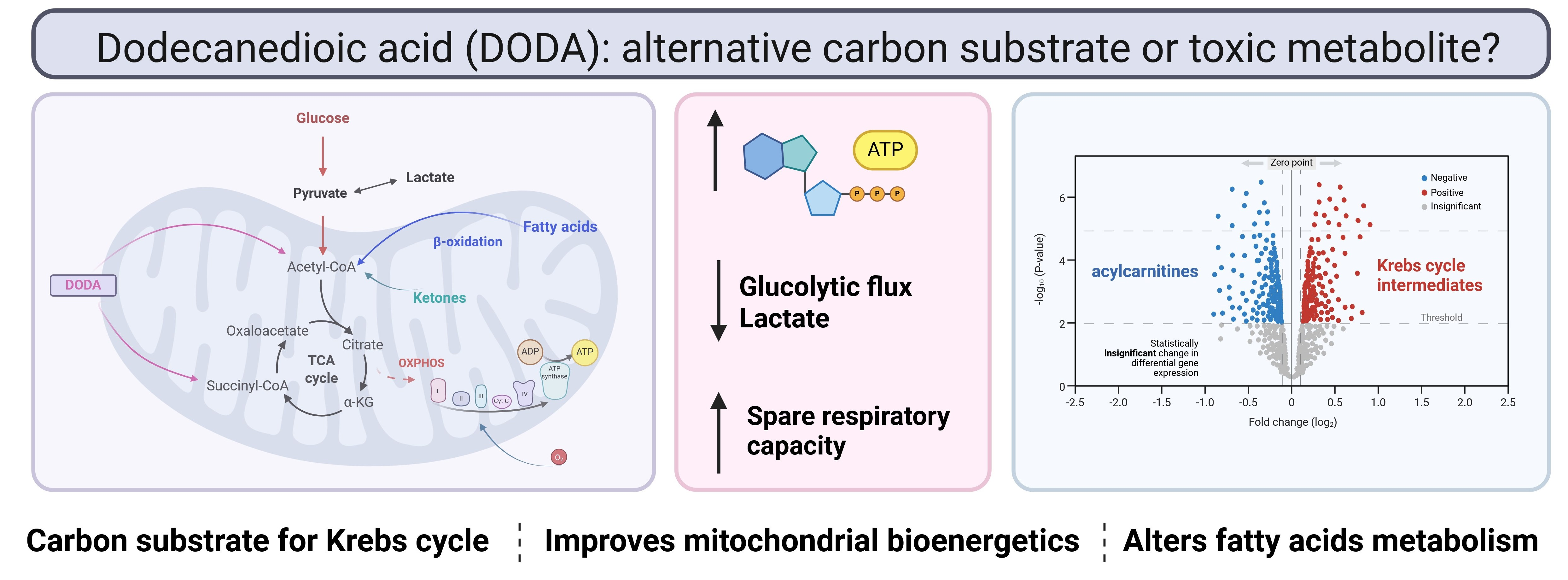 Dodecanedioic Acid: Alternative Carbon Substrate or Toxic Metabolite?