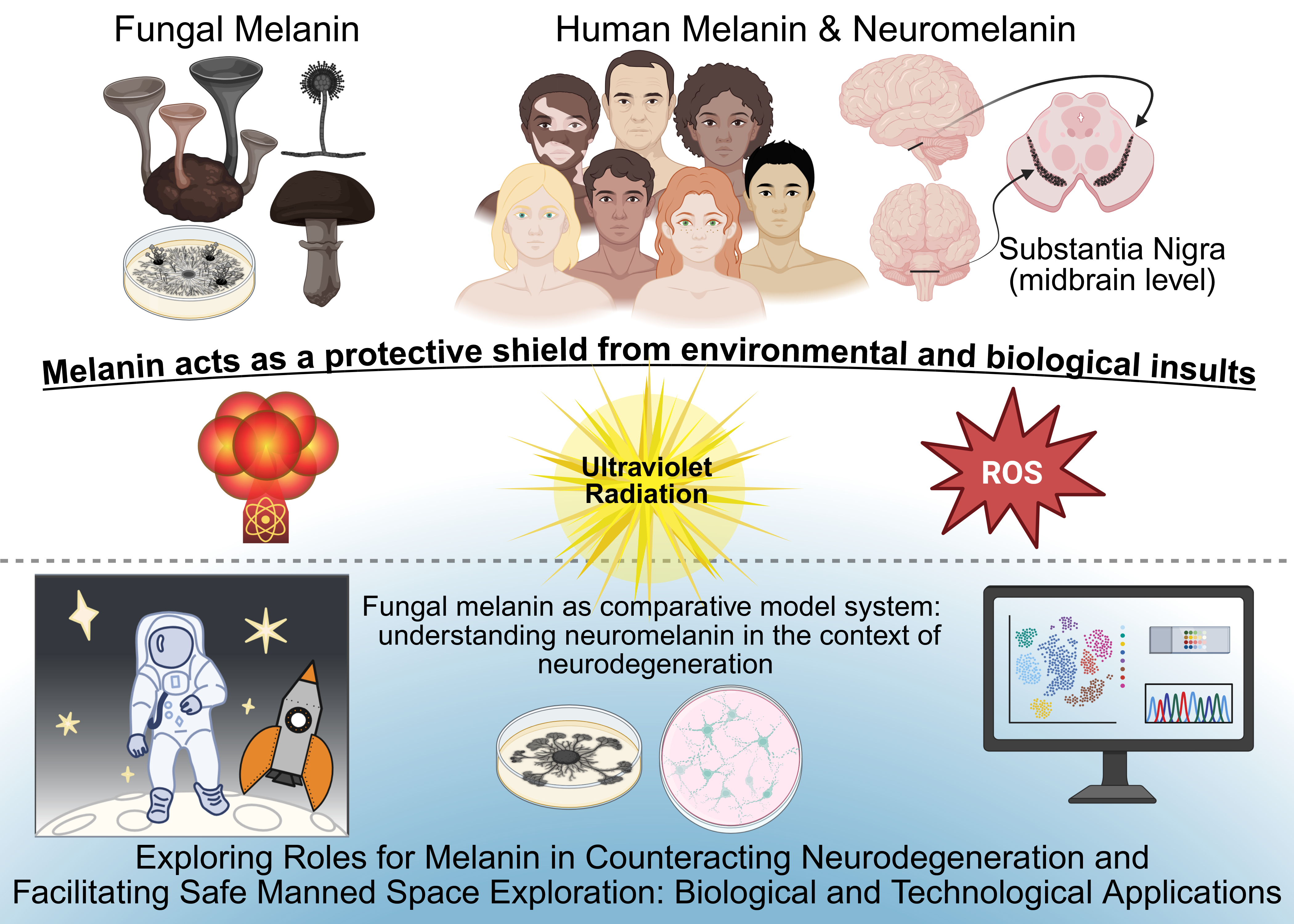 Melanin and Neuromelanin in Humans: Insights Across Health, Aging ...