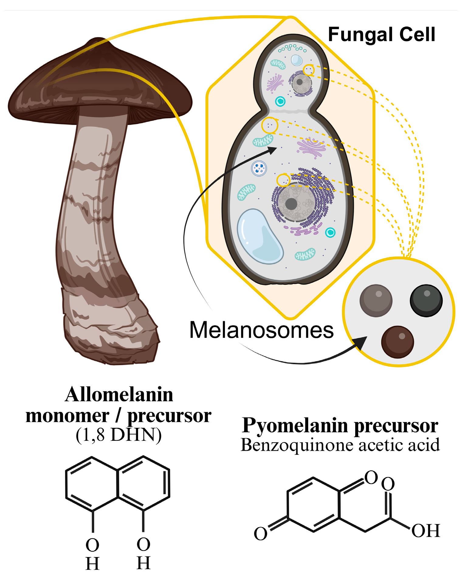 Melanin and Neuromelanin in Humans: Insights Across Health, Aging ...