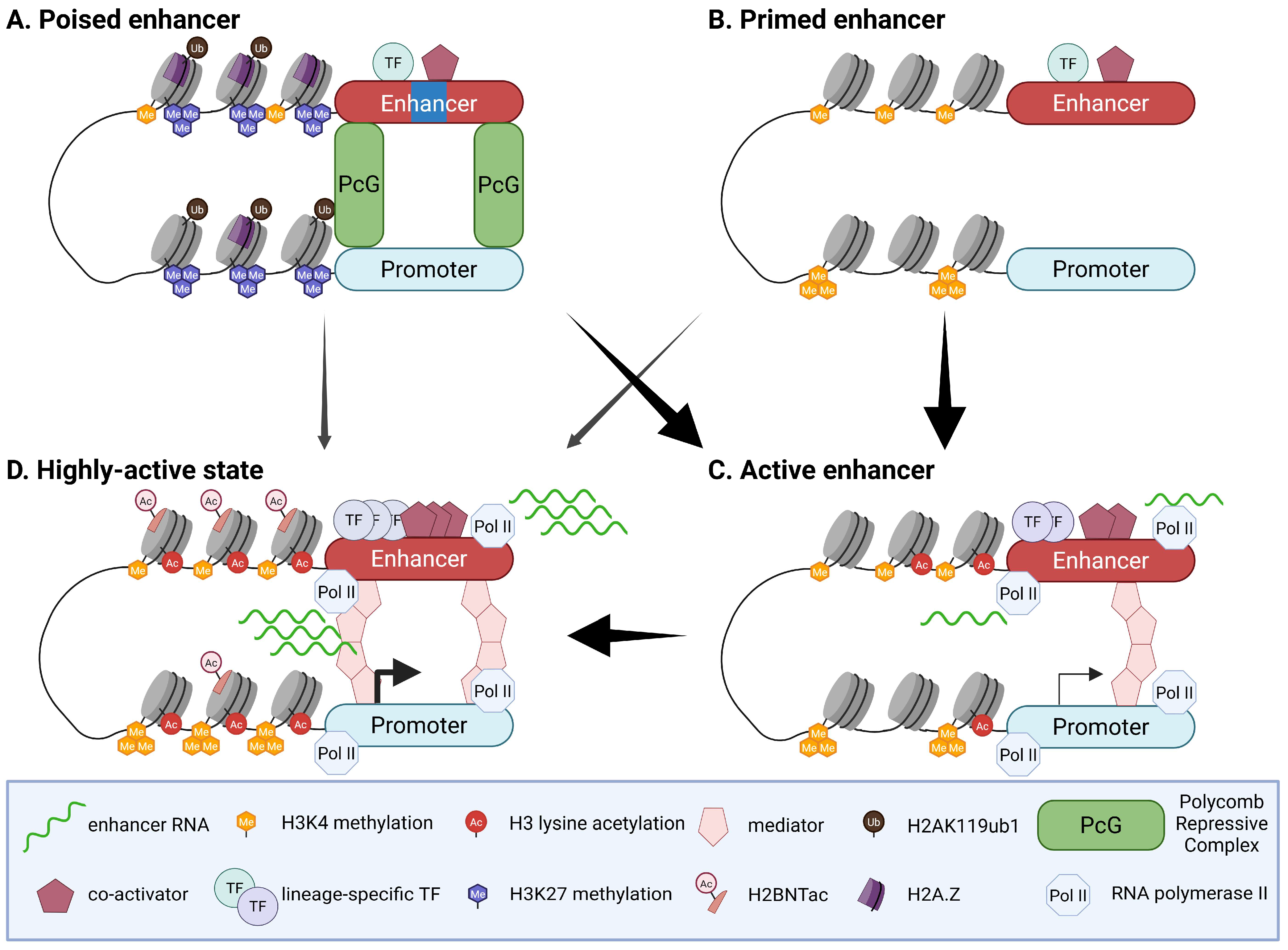 Enhancer Trajectories in Lineage Commitment: Regulatory Logic of States ...