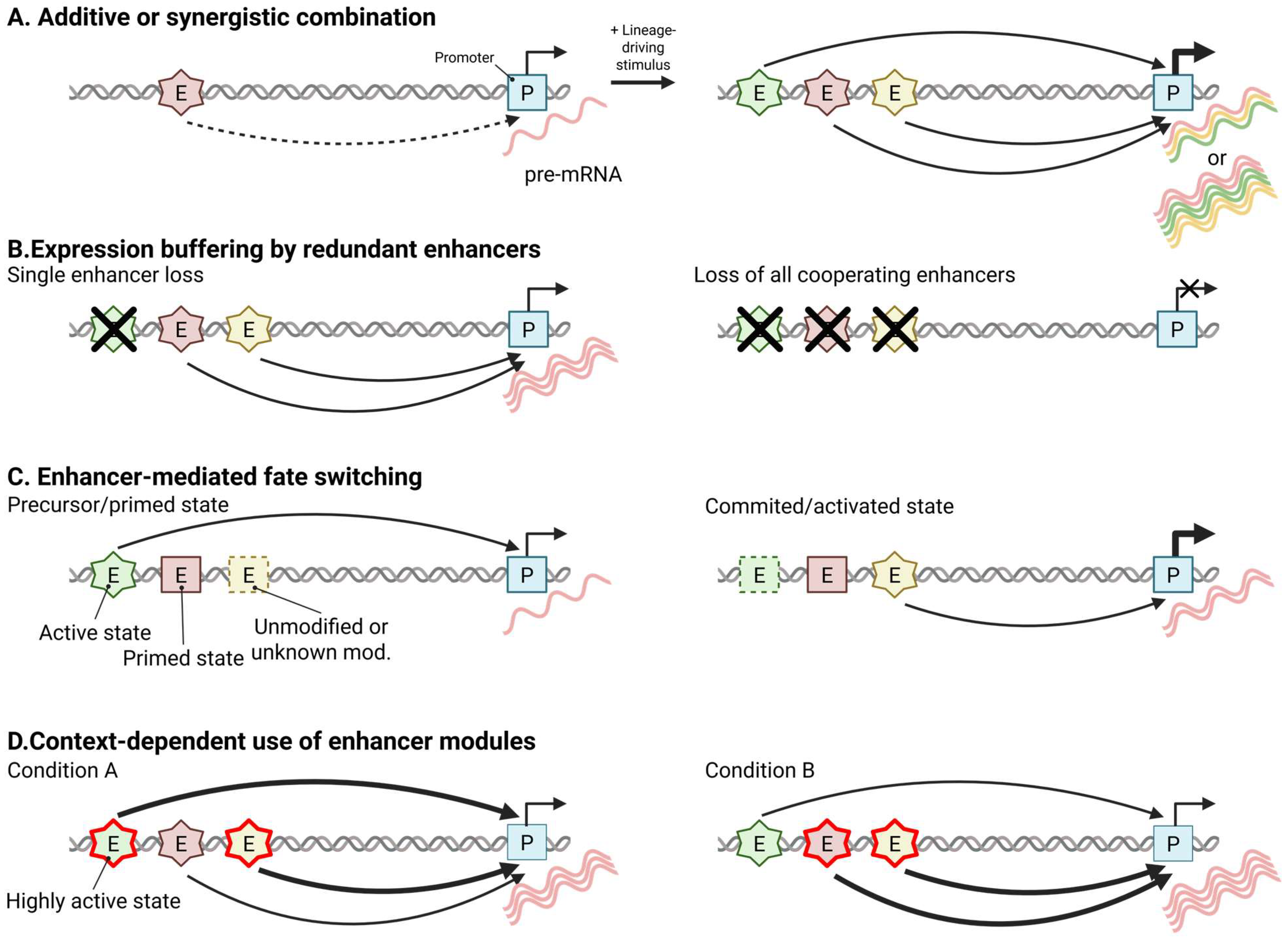 Enhancer Trajectories in Lineage Commitment: Regulatory Logic of States ...