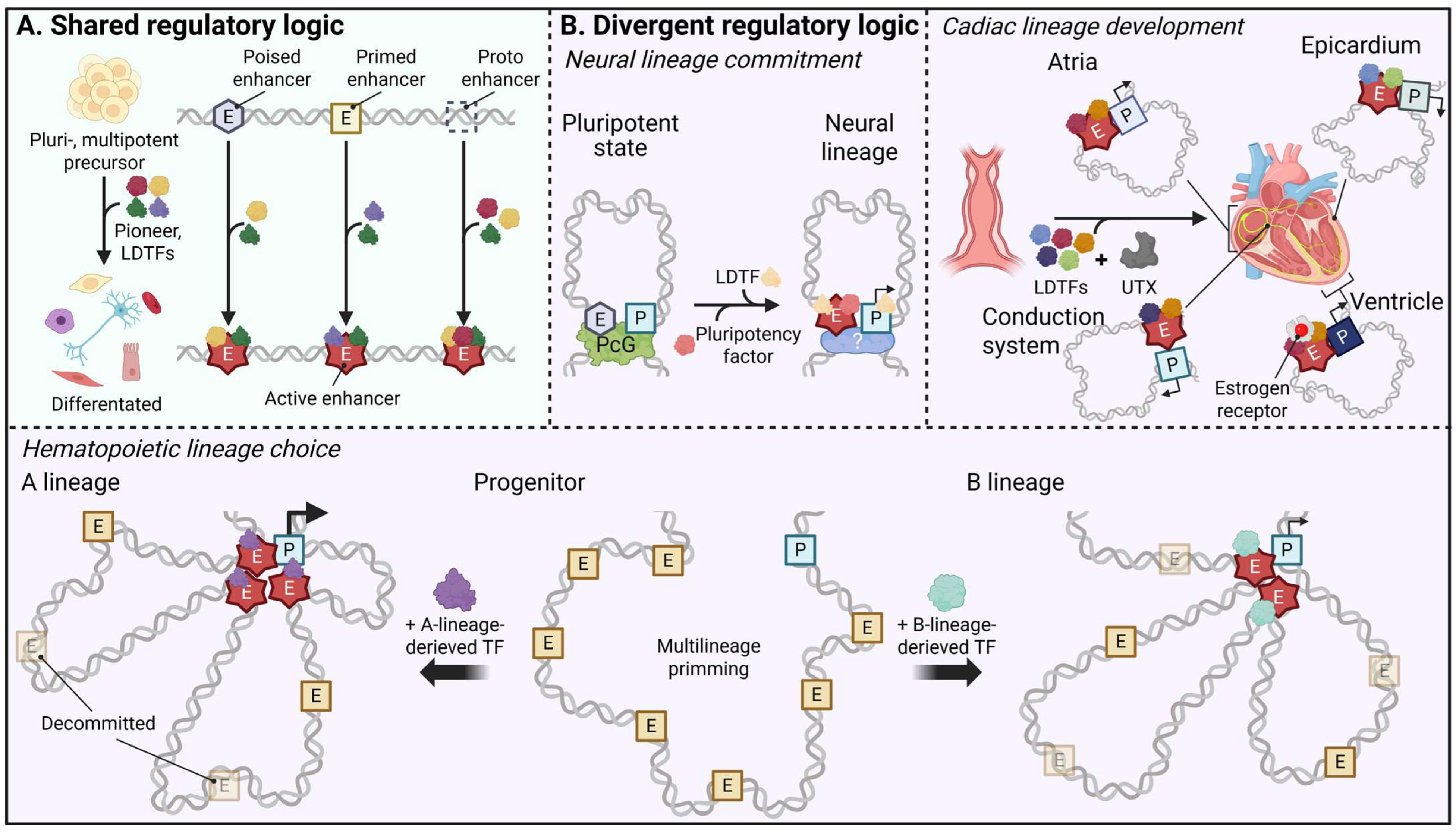 Enhancer Trajectories in Lineage Commitment: Regulatory Logic of States ...