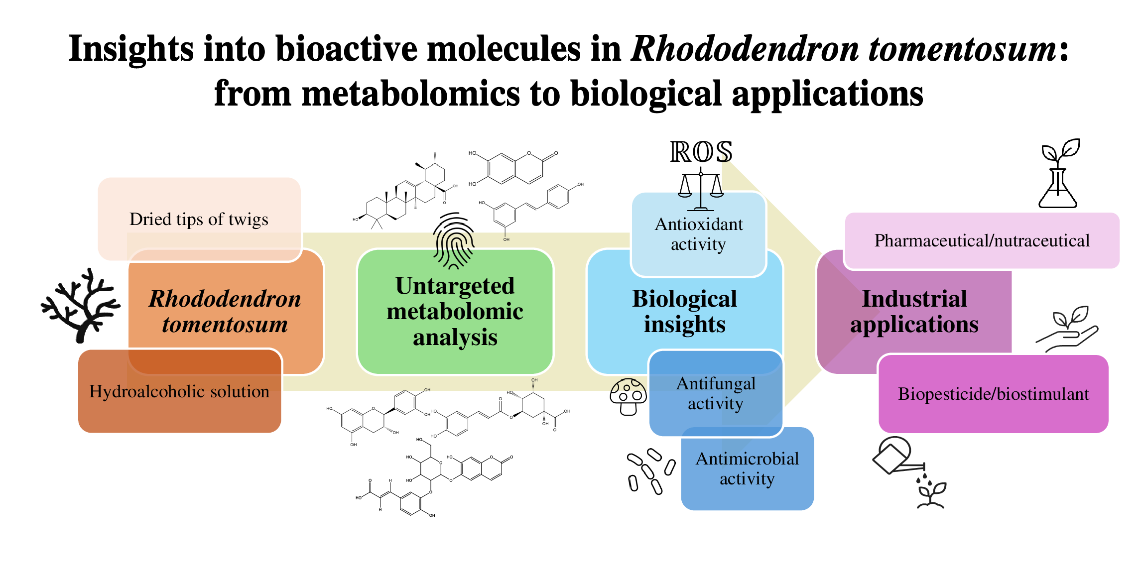 Insights into Bioactive Molecules in Rhododendron tomentosum: From ...