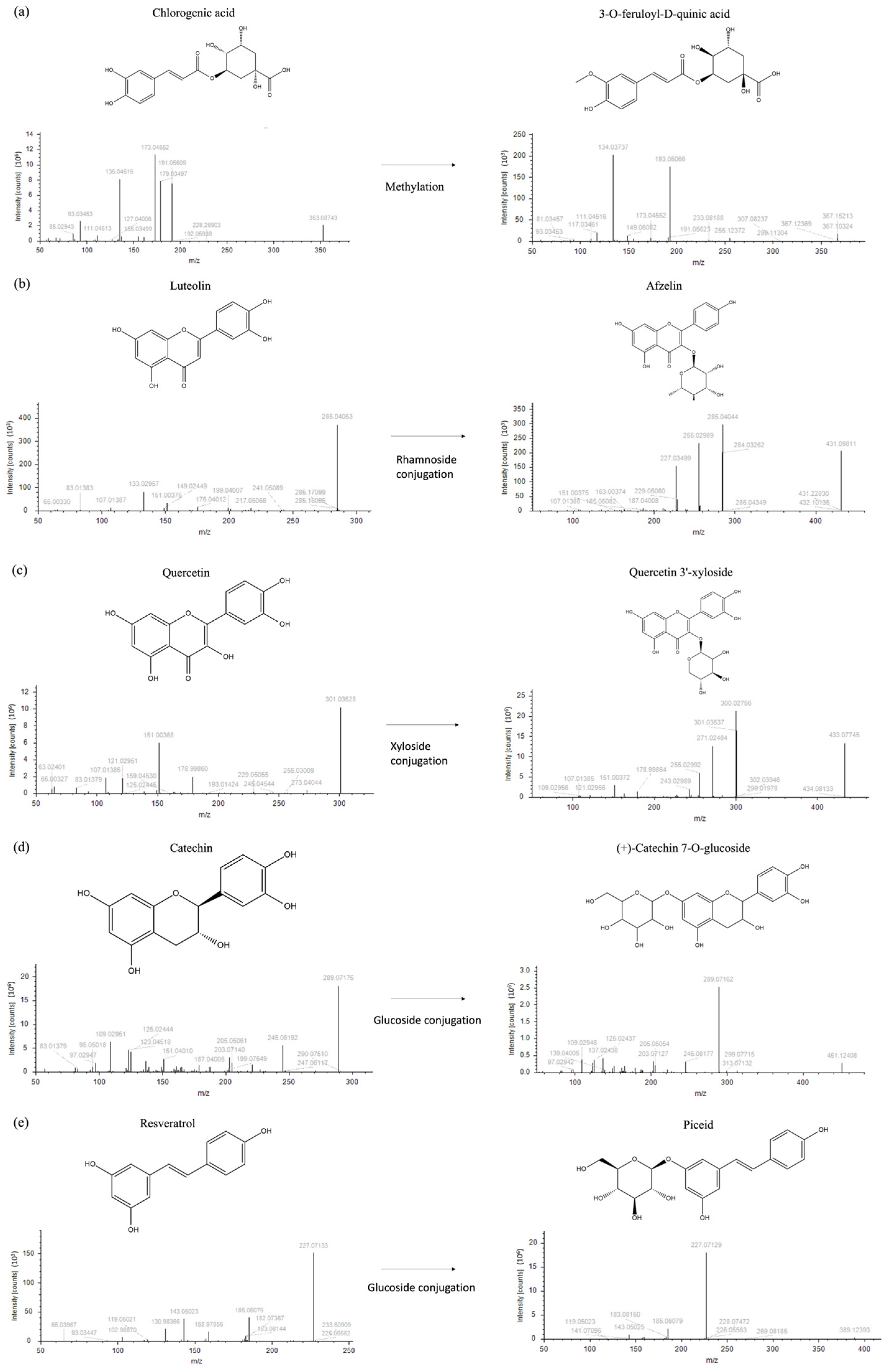 Insights into Bioactive Molecules in Rhododendron tomentosum: From ...