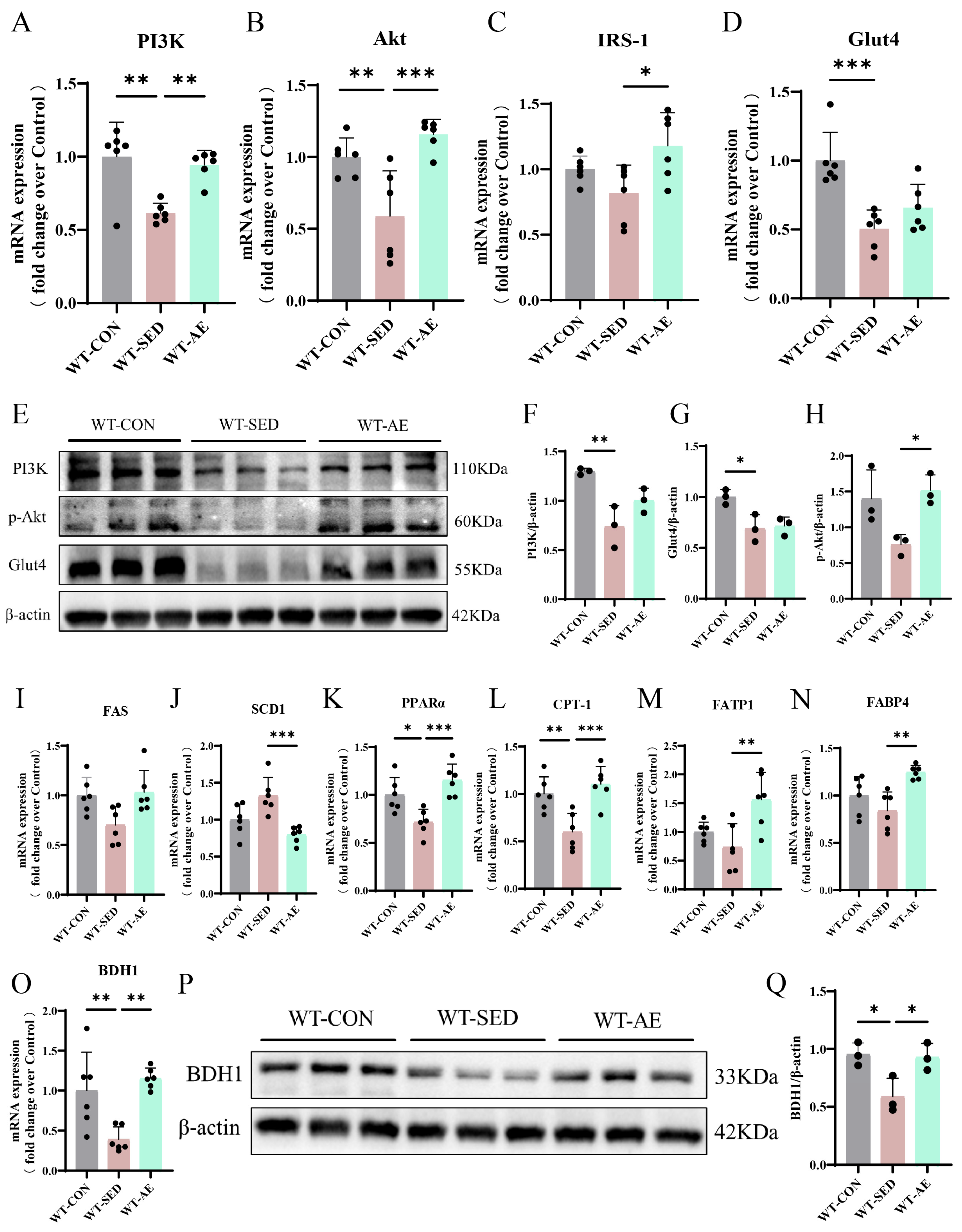 BDH1 Mediates Aerobic Exercise-Induced Improvement in Skeletal Muscle ...